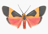Tiger moths use signals to warn bats: Toxic n | EurekAlert!