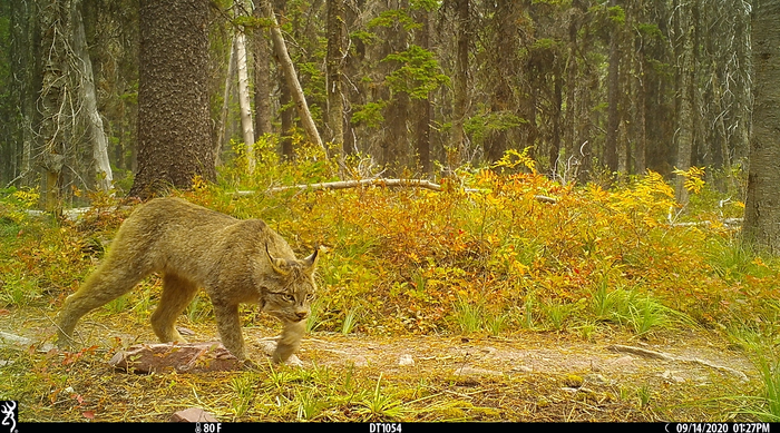Lynx2 [IMAGE] | EurekAlert! Science News Releases