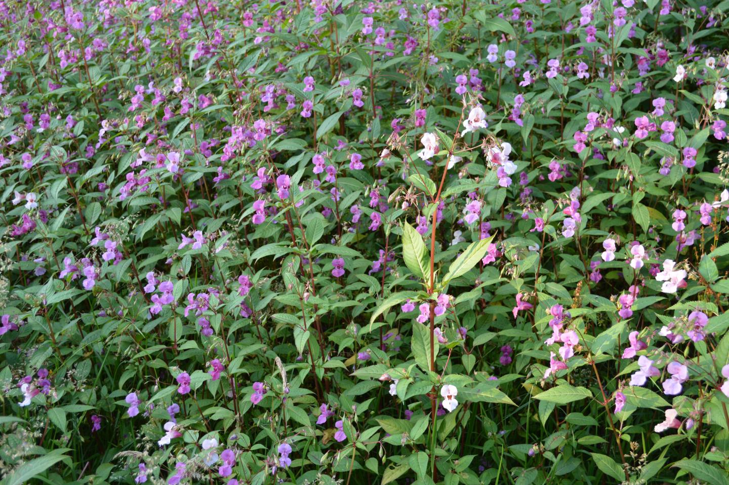 Himalayan Balsam [IMAGE] | EurekAlert! Science News Releases