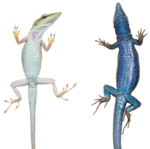 Sticky toes unlock life in the trees | EurekAlert!
