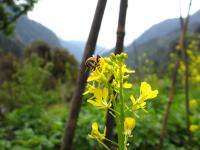 Pollinator preference across environments | EurekAlert!