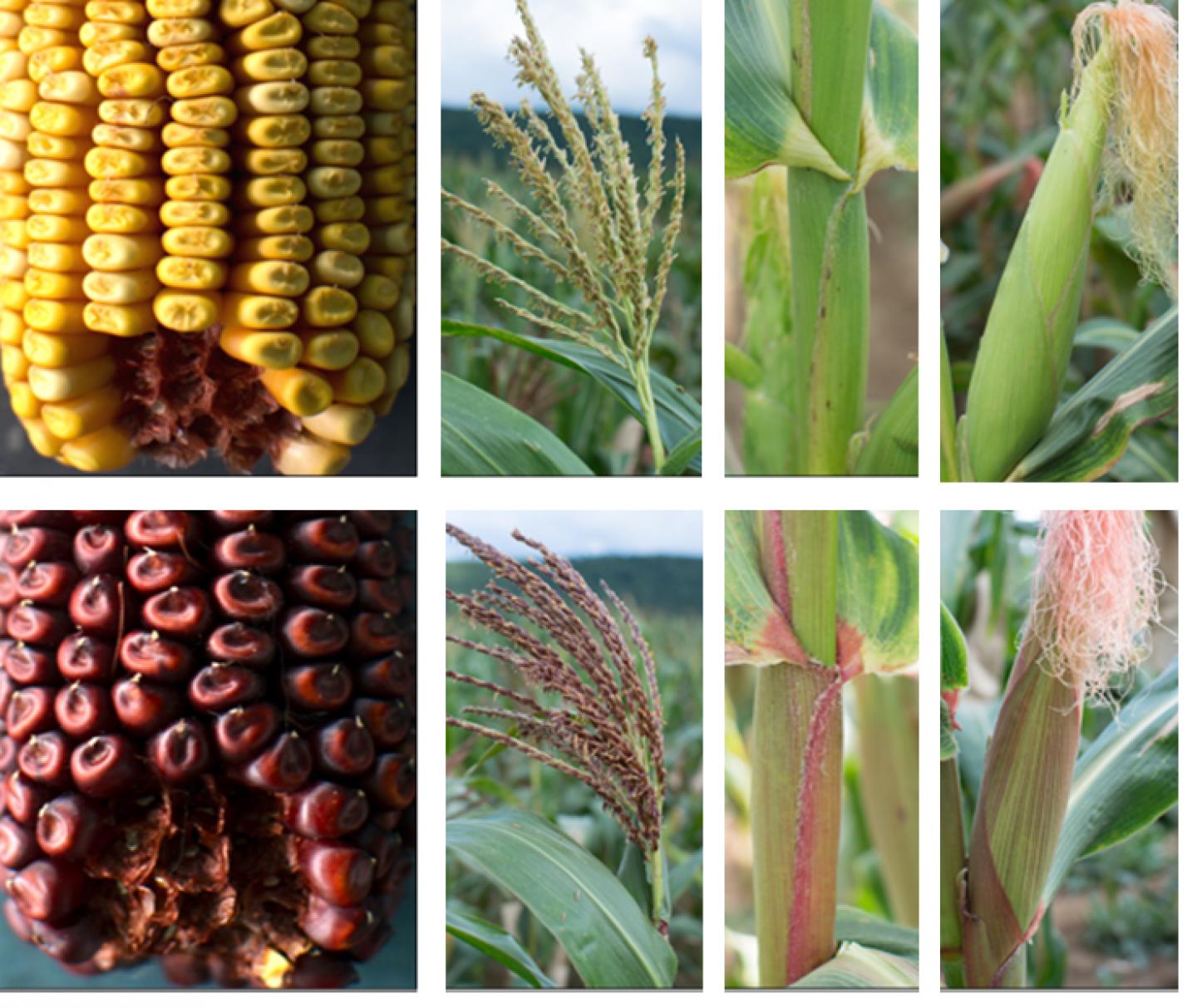 Red Corn [IMAGE] | EurekAlert! Science News Releases