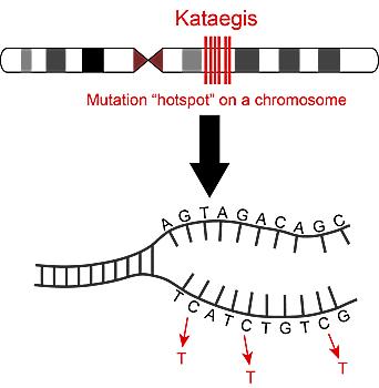 Kateagis Graphic [IMAGE] | EurekAlert! Science News Releases