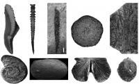 Devonian integrative stratigraphy and timesca | EurekAlert!