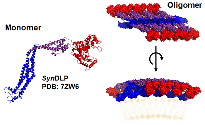SynDLP [IMAGE] | EurekAlert! Science News Releases