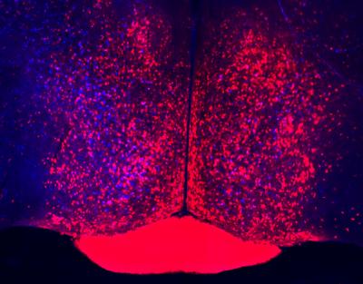 MPOA Neurons [IMAGE] | EurekAlert! Science News Releases