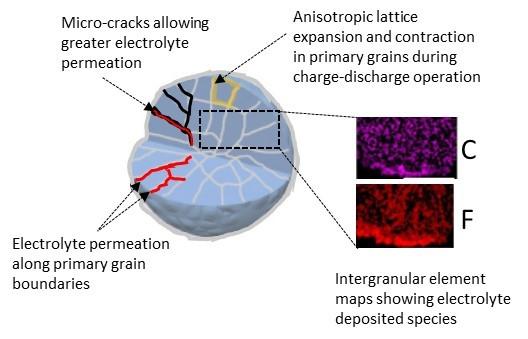 Schematic illustration of part [IMAGE] | EurekAlert! Science News Releases