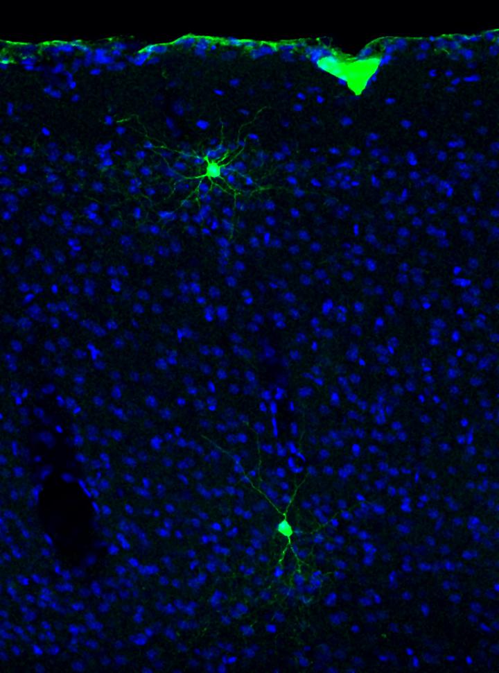 Transcription Factor Reveals Malleable Nature | EurekAlert!