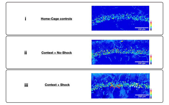 Image Photo [IMAGE] | EurekAlert! Science News Releases