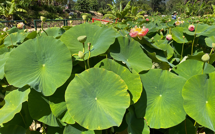 Lotus plants [IMAGE] | EurekAlert! Science News Releases
