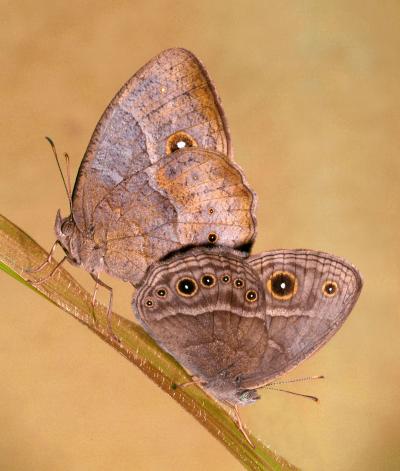 Seasonal Switch in Butterfly Sexual Signals ( | EurekAlert!