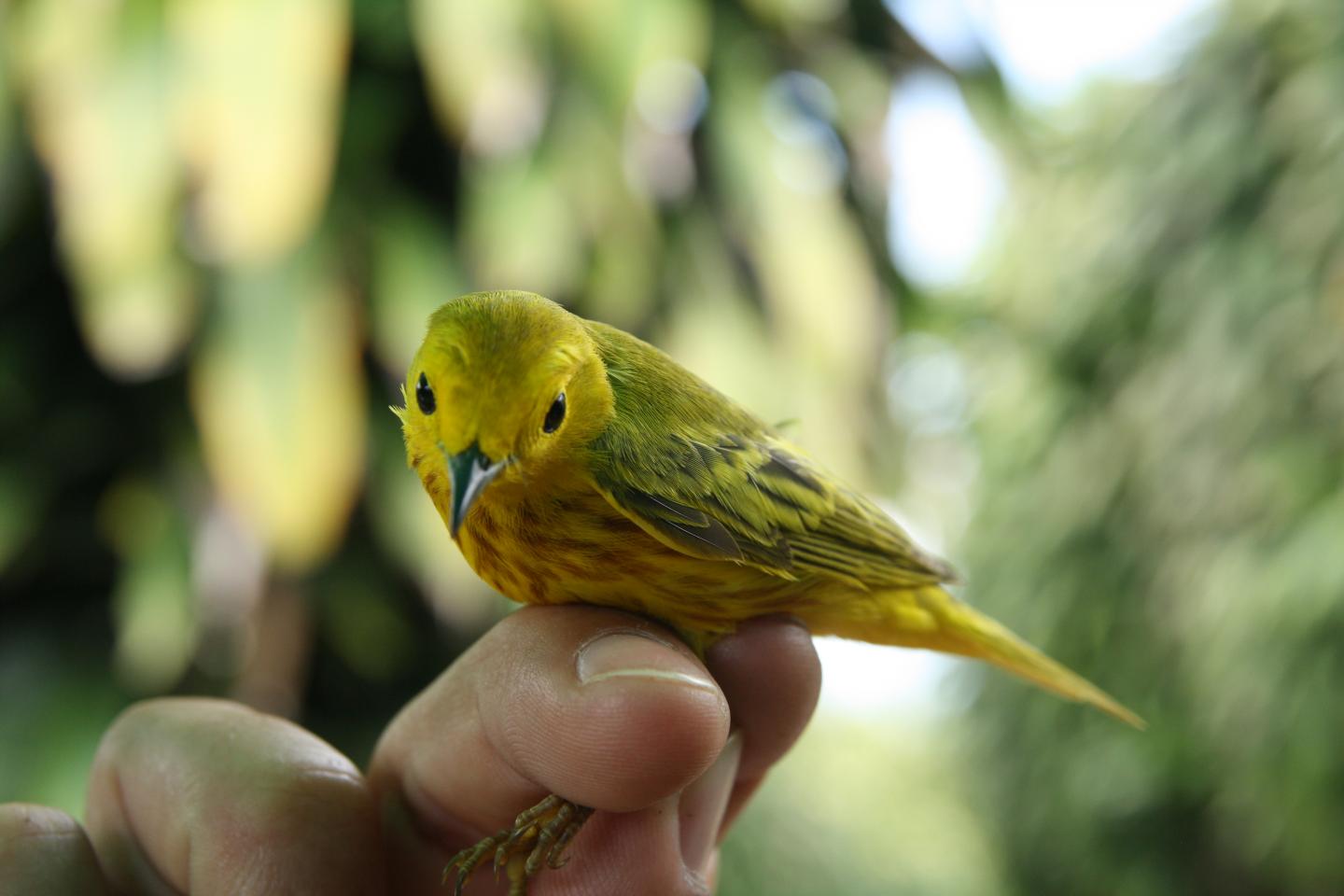 How Genes Will Save or Fail Birds in the Face | EurekAlert!