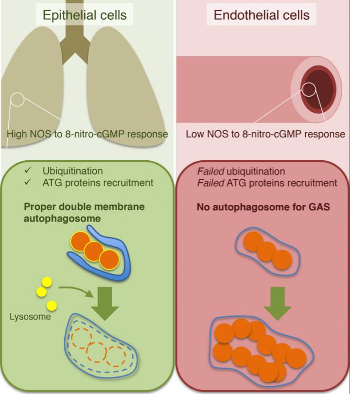 Figure 1 Schematic of the Mech [IMAGE] | EurekAlert! Science News Releases