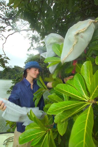 Fig Pollination Study [IMAGE] | EurekAlert! Science News Releases