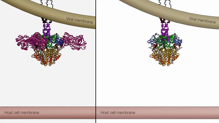 A new viral target could help combat the glob | EurekAlert!