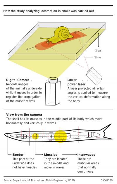 Infographic About Snail Locomo [IMAGE] | EurekAlert! Science News Releases