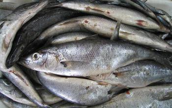 Lake Tanganyika [IMAGE] | EurekAlert! Science News Releases