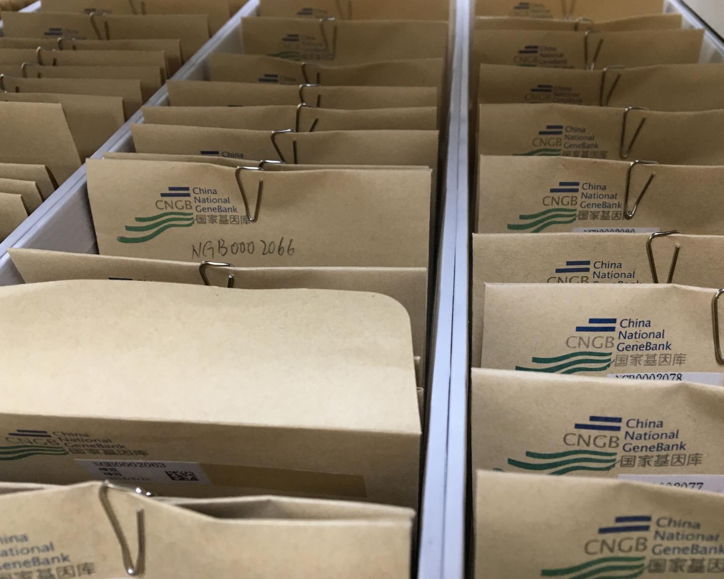 Seed Collection for the China [IMAGE] | EurekAlert! Science News Releases