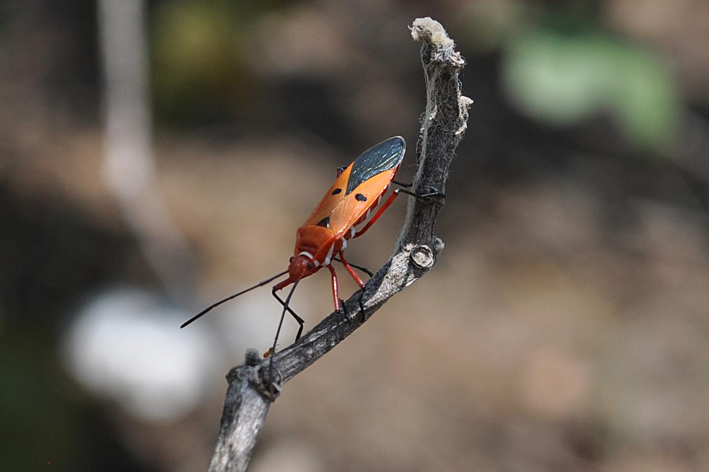 Dysdercus cingulatus [IMAGE] | EurekAlert! Science News Releases