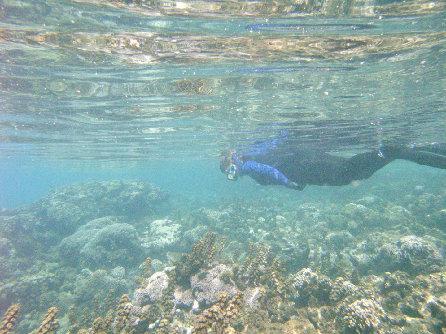 Coral-Reef Research [IMAGE] | EurekAlert! Science News Releases