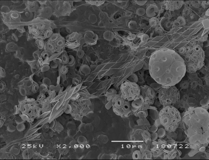 Coccolithophore bloom [IMAGE] | EurekAlert! Science News Releases