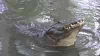 In both love and war, alligators signal size | EurekAlert!