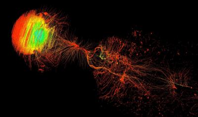 Simulation of Electron Acceler [IMAGE] | EurekAlert! Science News Releases