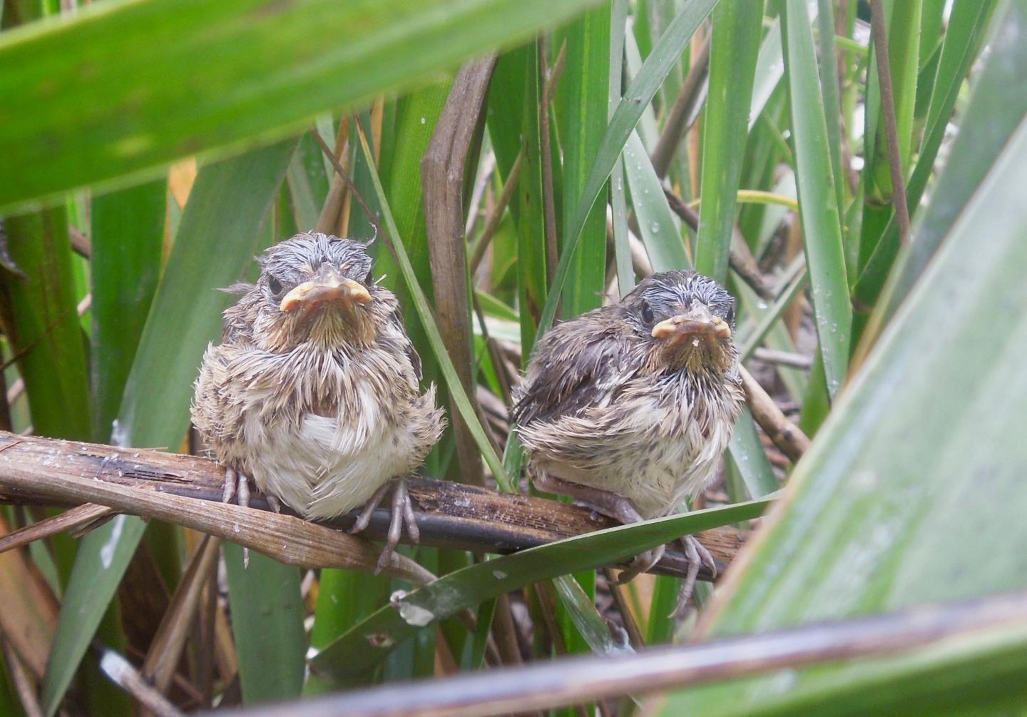 Seaside Sparrow Fledglings [IMAGE] | EurekAlert! Science News Releases