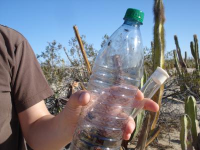 Mutations Explain Flies' Dependence on Unique | EurekAlert!