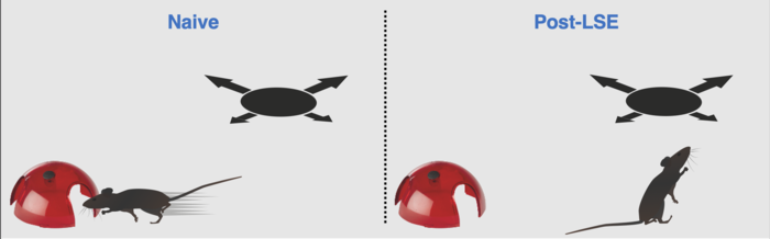 Neuroscientists demonstrate flexibility of in | EurekAlert!