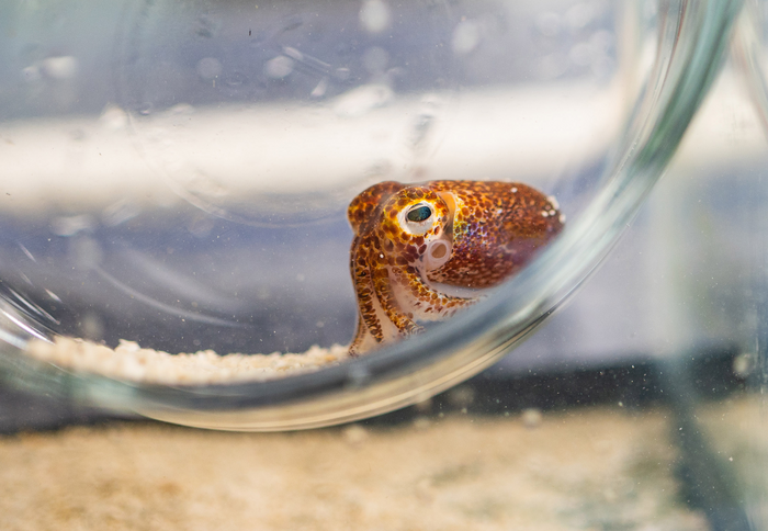 The Hawaiian bobtail squid is [IMAGE] | EurekAlert! Science News Releases