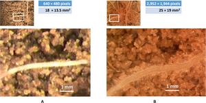 Revolutionizing root phenotyping: automated t | EurekAlert!