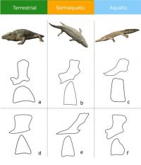 How the amphibians got their vertebrae | EurekAlert!