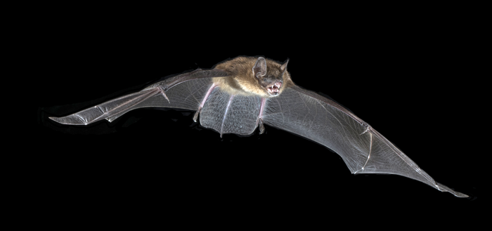 Big brown bat [IMAGE] | EurekAlert! Science News Releases