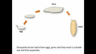 Coordinating Fruit-Fly Metamorphosis and Grow | EurekAlert!