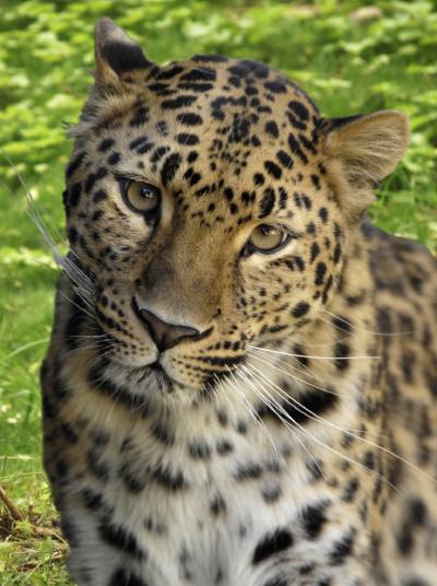 Leopard [IMAGE] | EurekAlert! Science News Releases