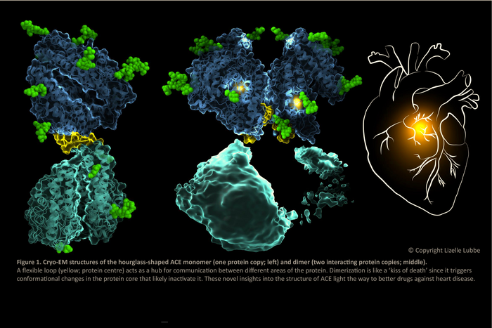 First cryo-EM structures of angiotensin-conve | EurekAlert!