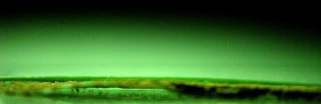 How raindrops disseminate plant pathogens | EurekAlert!