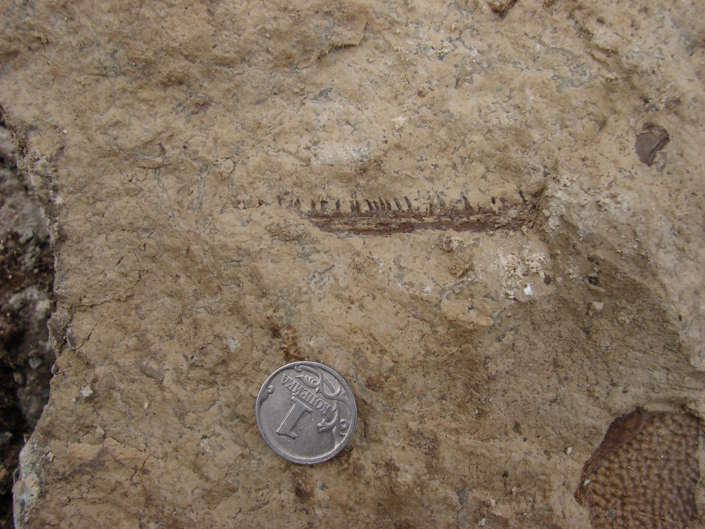 The earliest well-preserved tetrapod may neve | EurekAlert!