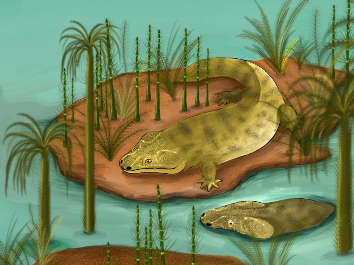 Metoposaur [IMAGE] | EurekAlert! Science News Releases