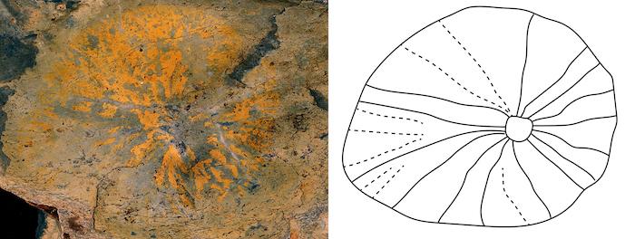 Disc-shaped Fossil [IMAGE] | EurekAlert! Science News Releases