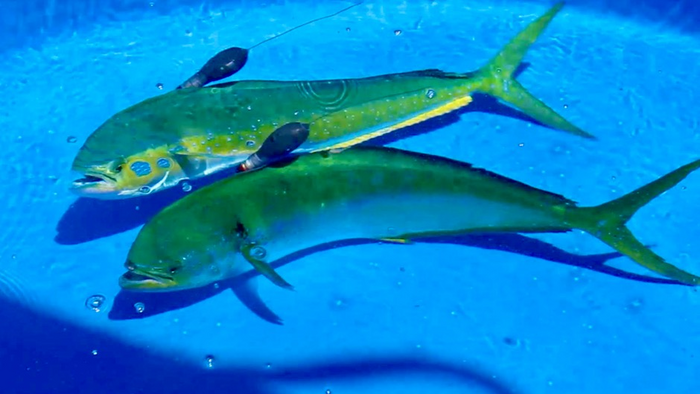 Popular sport fish are behaviorally impaired | EurekAlert!