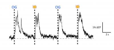 Visually and Optogenetically I [IMAGE] | EurekAlert! Science News Releases