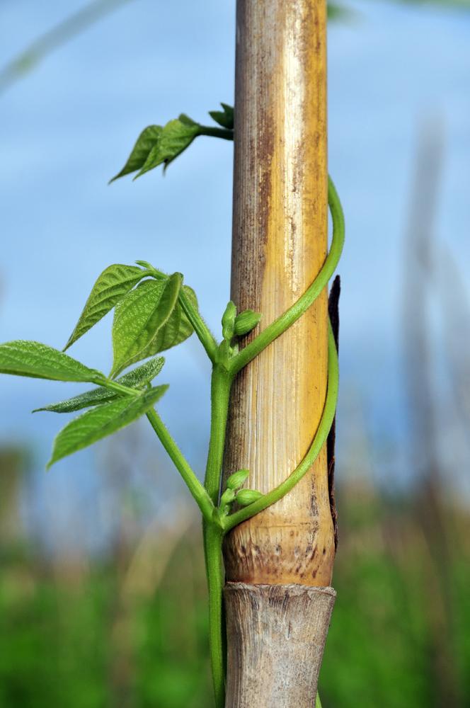 Climbing Beans Uganda [IMAGE] | EurekAlert! Science News Releases