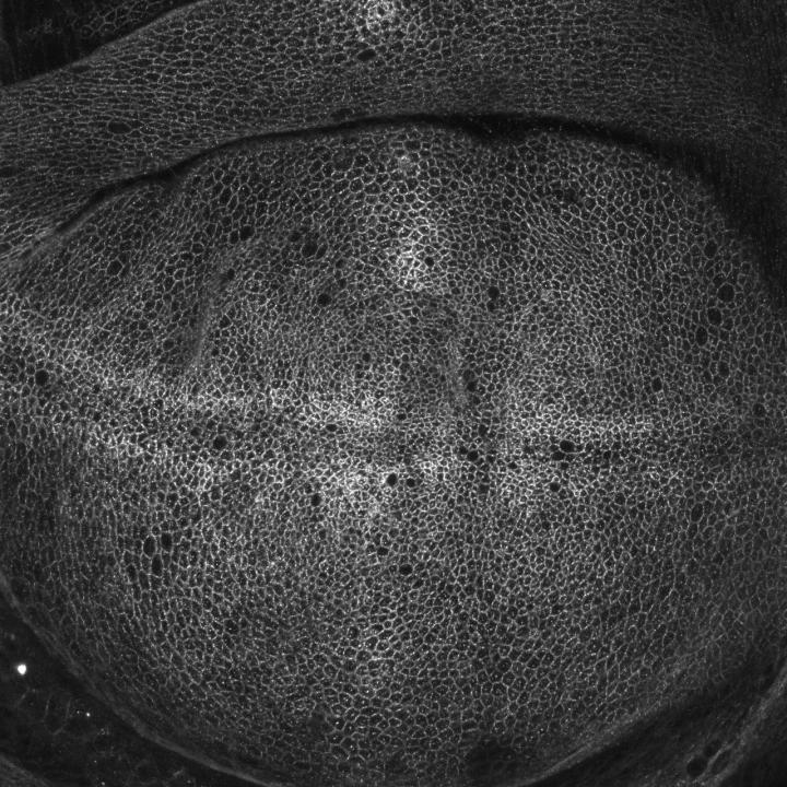 Wing Imaginal Disc [IMAGE] | EurekAlert! Science News Releases