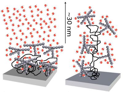 Glycans Structure Water Molecu [IMAGE] | EurekAlert! Science News Releases