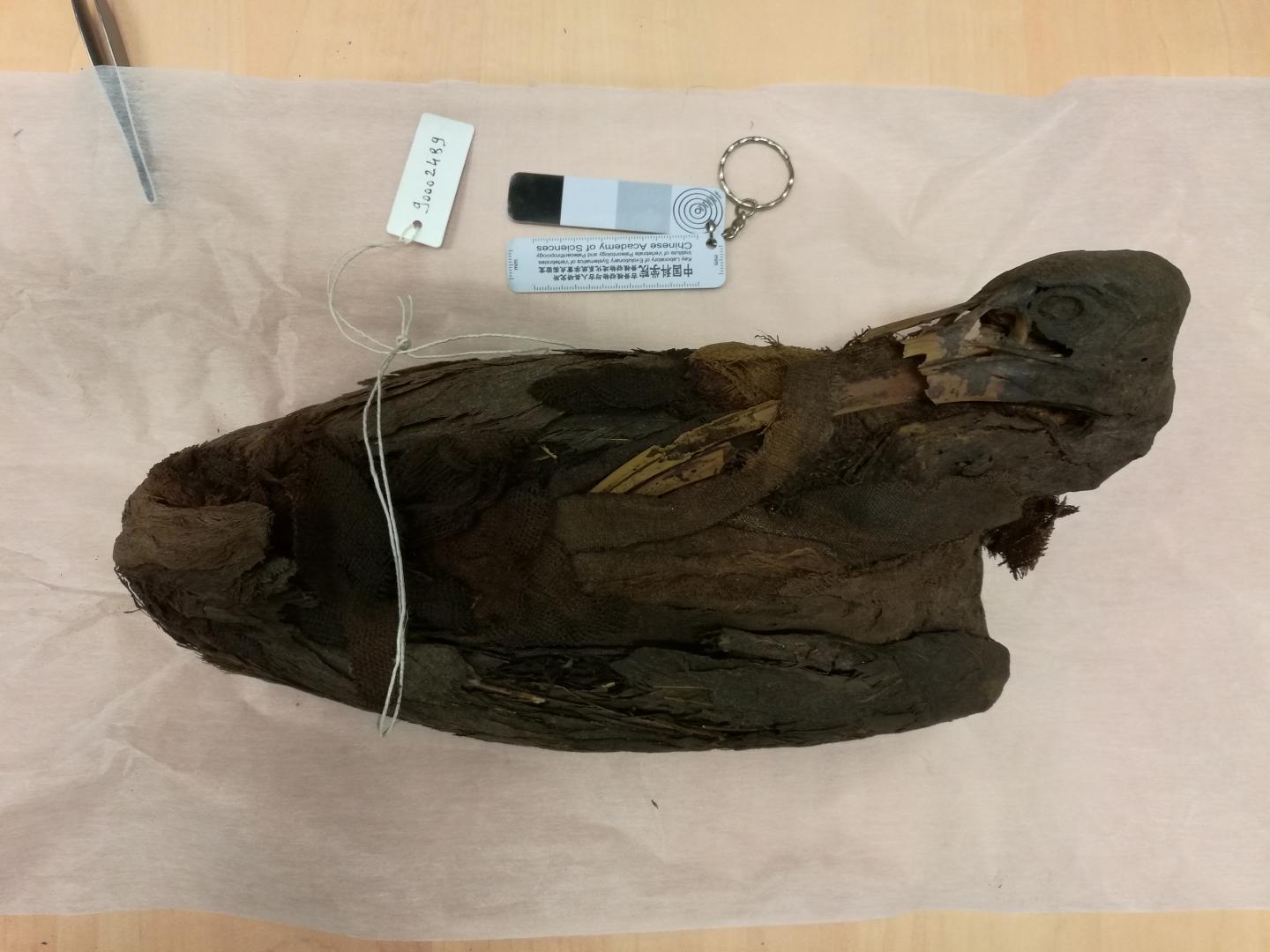 Mummified Sacred Ibis [IMAGE] | EurekAlert! Science News Releases