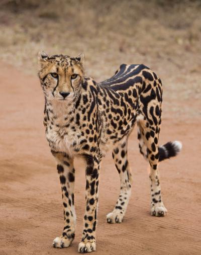 What Cheetahs and House Cats Have in Common ( | EurekAlert!