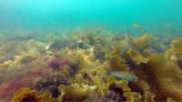 UNH researchers find invasive seaweed makes f | EurekAlert!