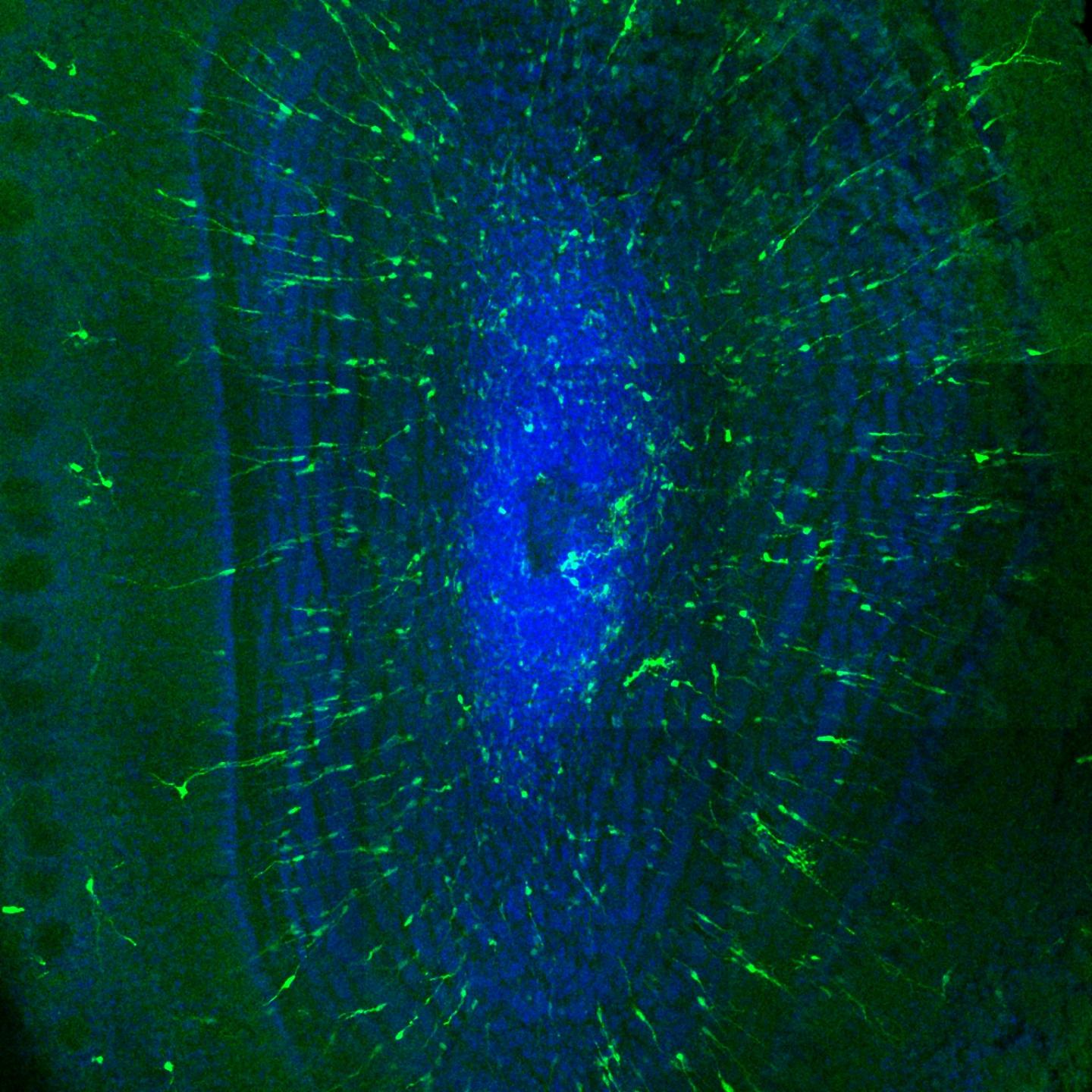 Cross Section of the Mouse Olf [IMAGE] | EurekAlert! Science News Releases
